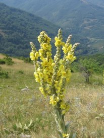 Лопен - Verbascum thapsiforme - Билки Лековити и Народна Медицина