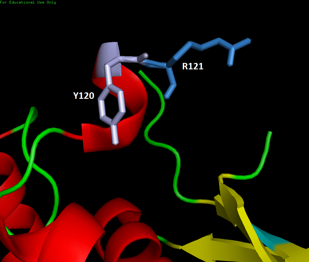 Cwc2 Structure Decoded: Cwc2 is a multipartite RNA-BP