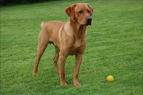 Retriever Labrador: Red Labrador Retriever