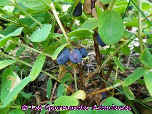 Les premiers fruits de mon jardin
