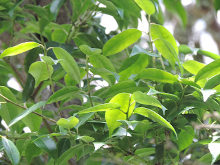 Pohon Merbabu Jebukan atau dondong Alas 23 - FADEL5116