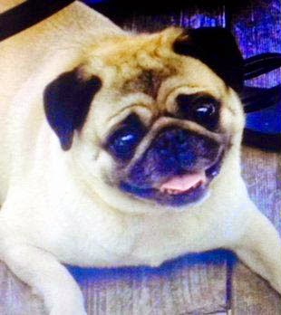 Four legged friends (and enemies): Pug dies after attack by pit bulls