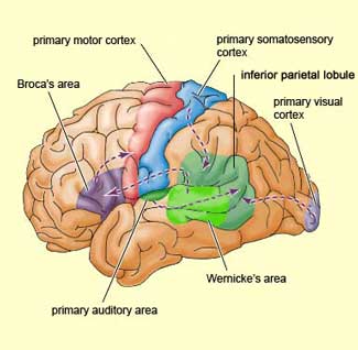 Wording the Image: Hallucinations and verbal fluency - the same brain ...