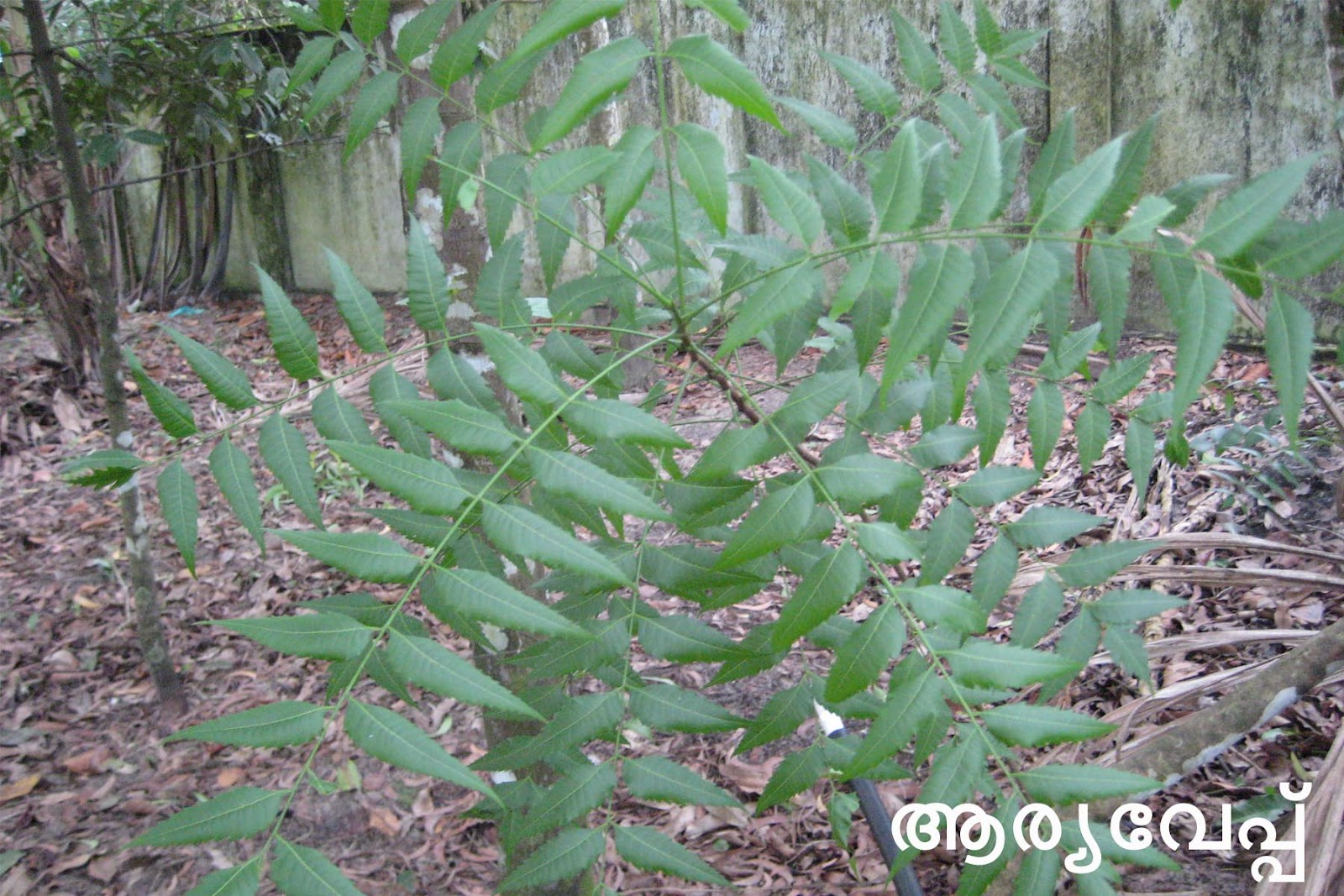 Ayurvedic Medicinal Plants in Kerala