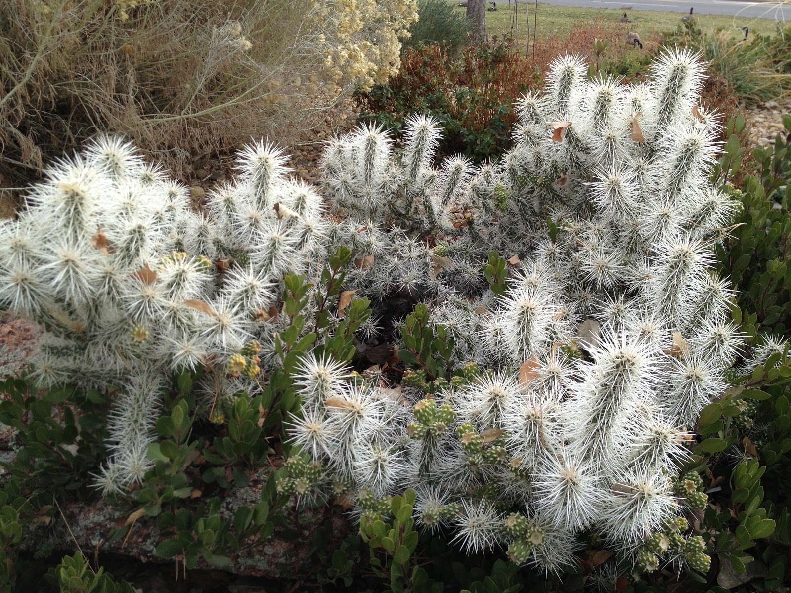 Native Garden Textures: Winter Cactus