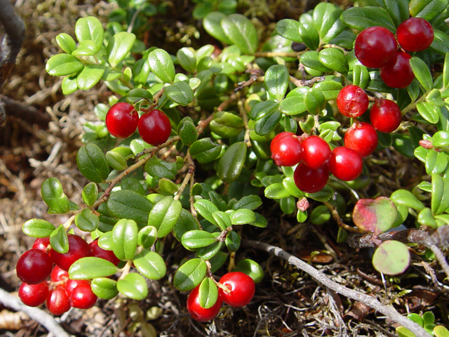 Cranberry ( Vaccinium / Ericaceae ) | Health and Natural herbal healing ...