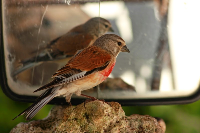 NATURAMETEO, majulada: Pardillo común