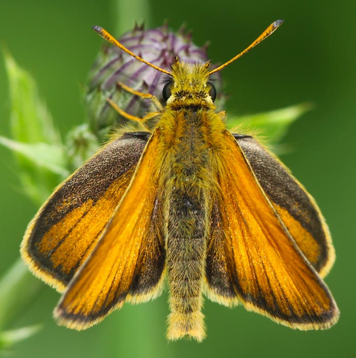 All of Nature: Butterflies and Summer