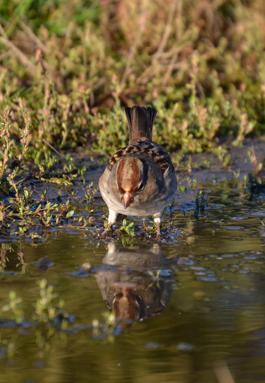 Woods Walks and Wildlife: White-crowned Sparrows and More Birds at the ...