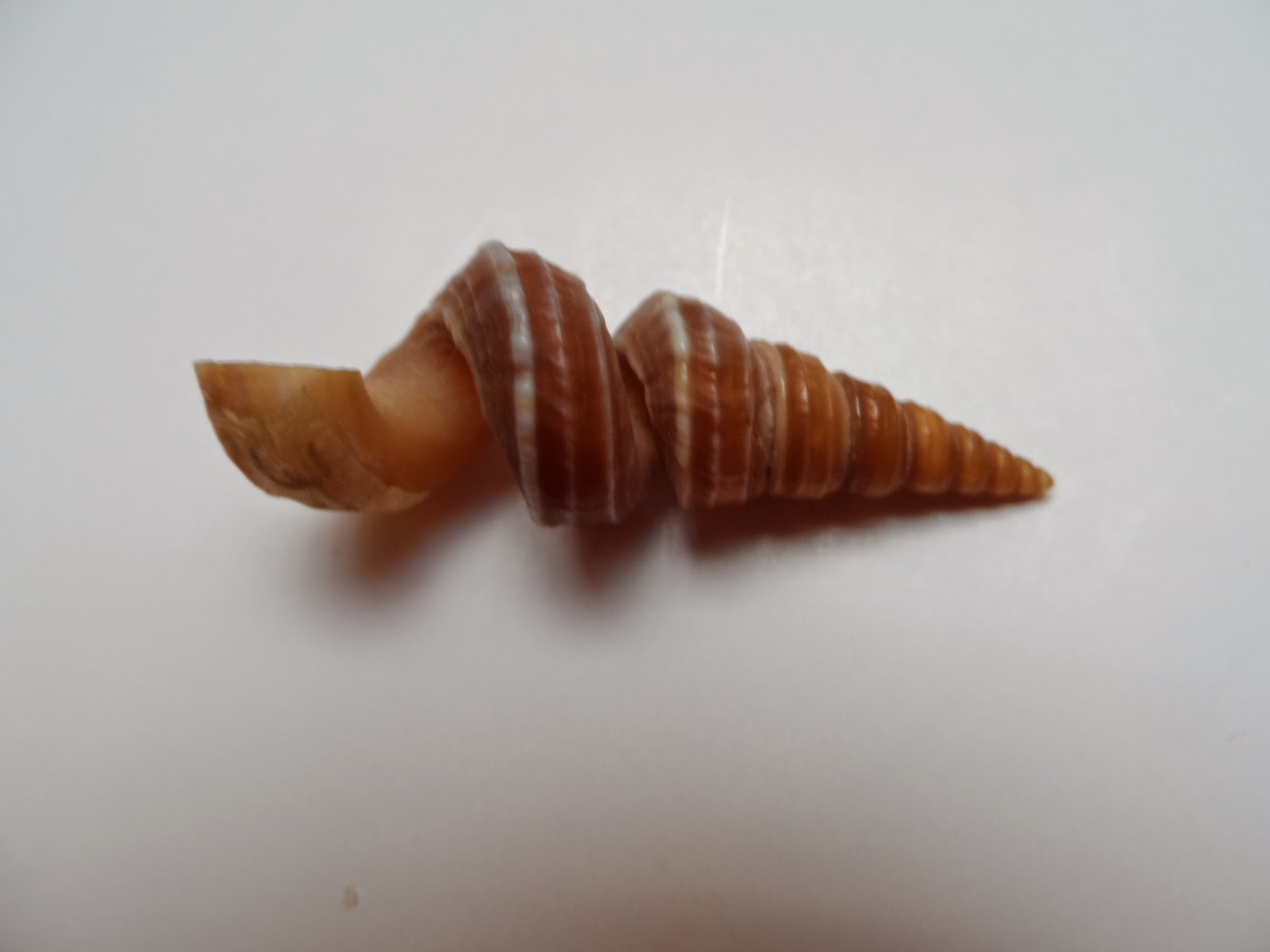 conchas y caracoles: Vermicularia Spirata