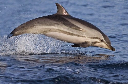 A MAGYAROK TUDÁSA: DELFINEK