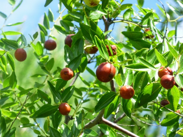 Appetito GardeSano: In brodo di giuggiola