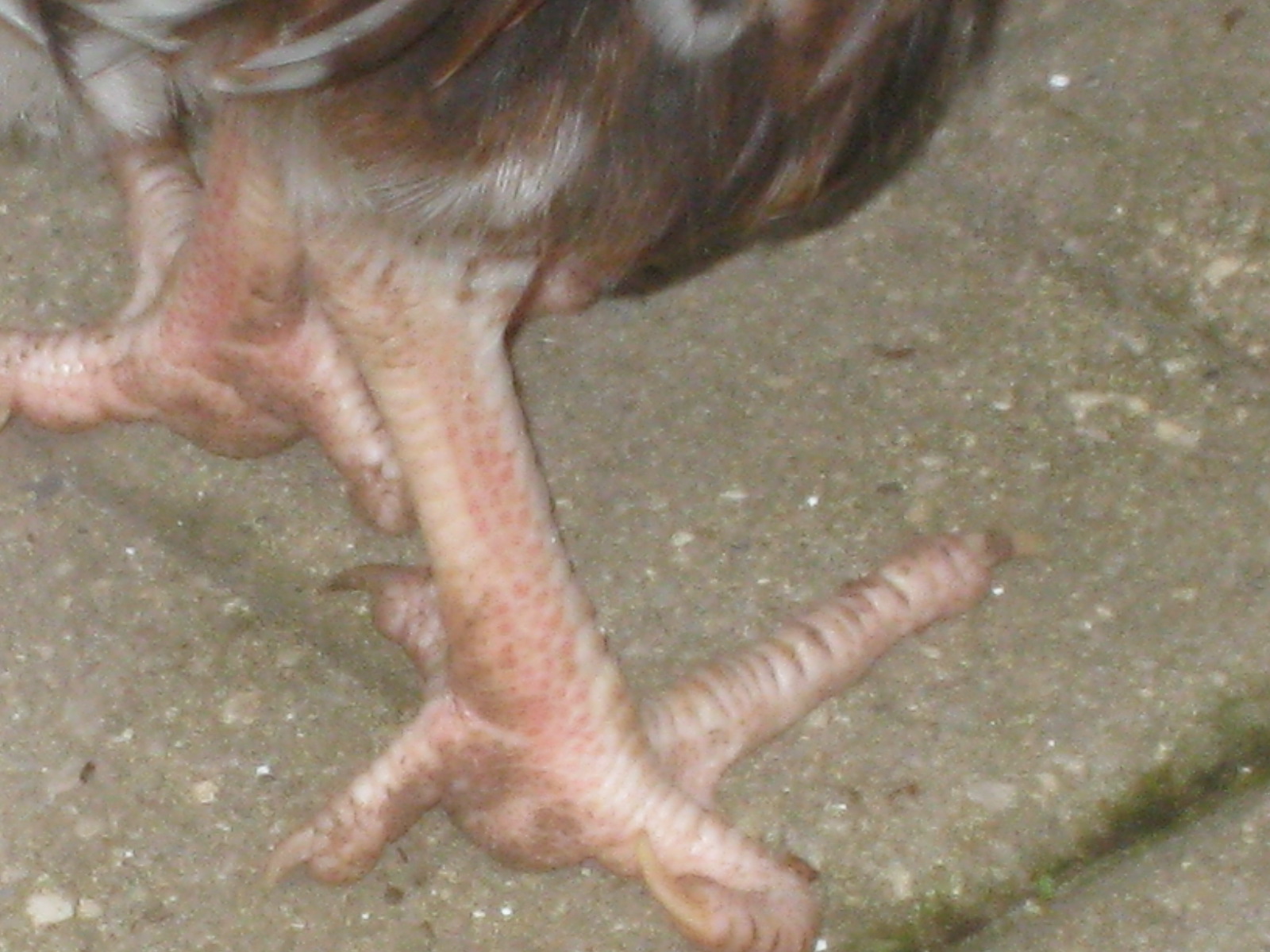 Red Bucket Farm: Chicken Curly Toe