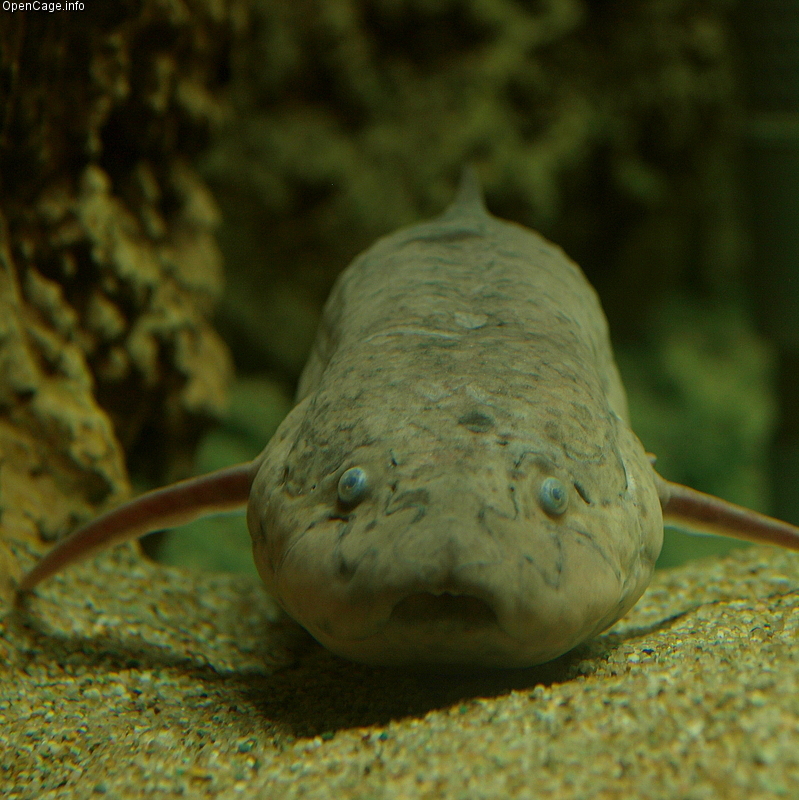 Real Monstrosities: Lungfish