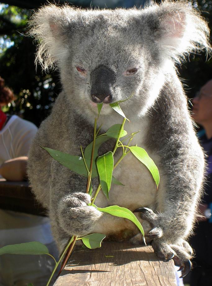 Funny Animals: Funny Koala Pictures