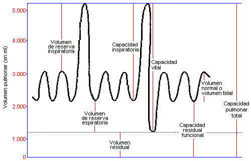 NEUMOLOGÍA: Volumenes pulmonares: