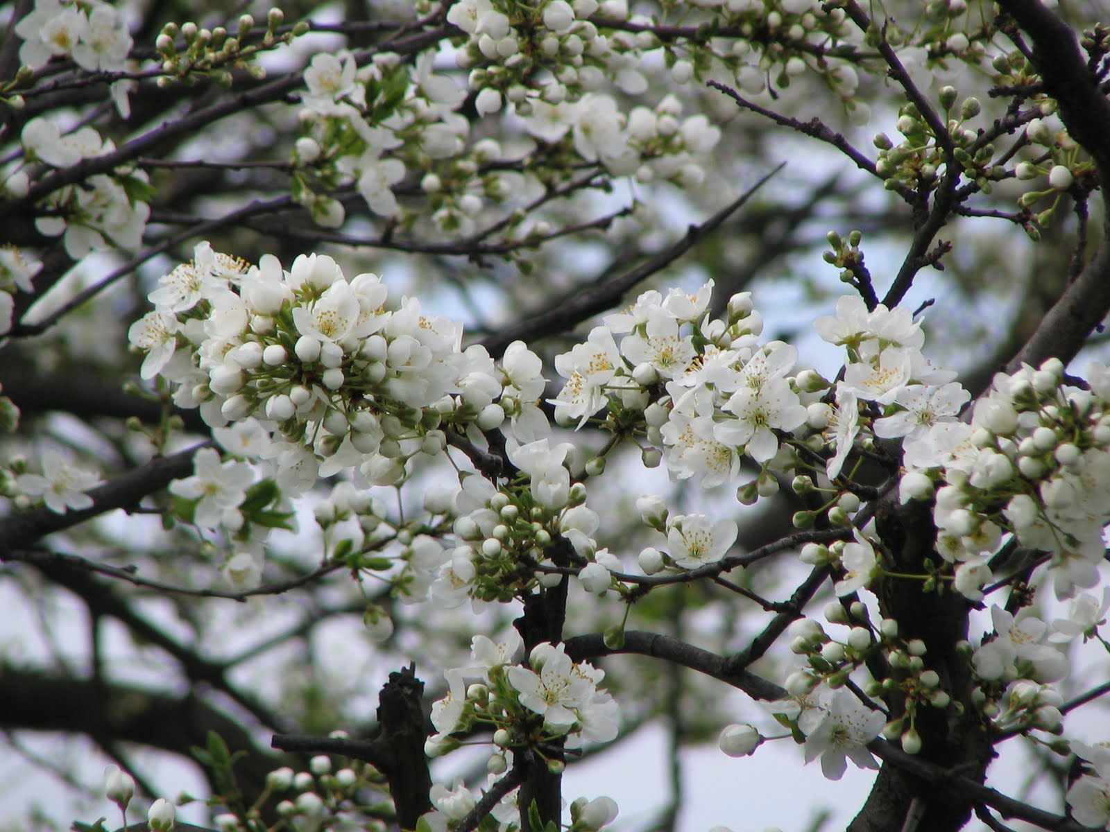 LA MULTI ANI, ROMANIA!: Copaci infloriti