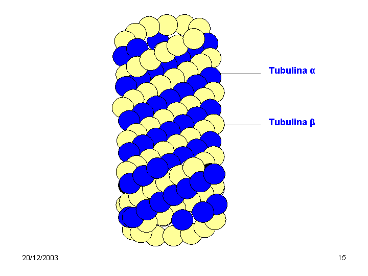 BIOLOGIA CELULAR Y MOLECULAR: EL CITOESQUELETO CELULAR