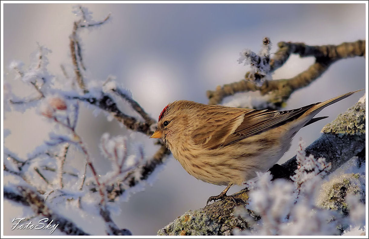 FotoSky - Kuva päivässä 2012: Urpiainen