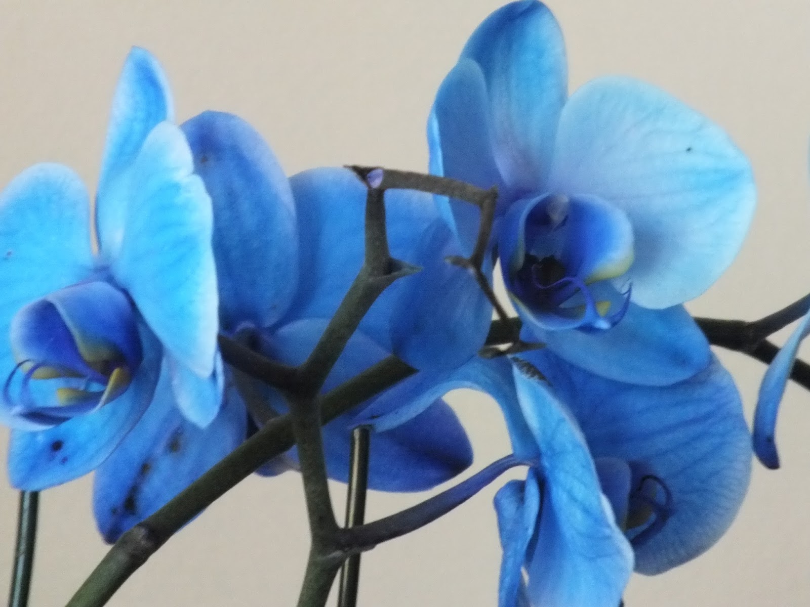 Orquideaterapia: Phalaenopsis Blue Mystique