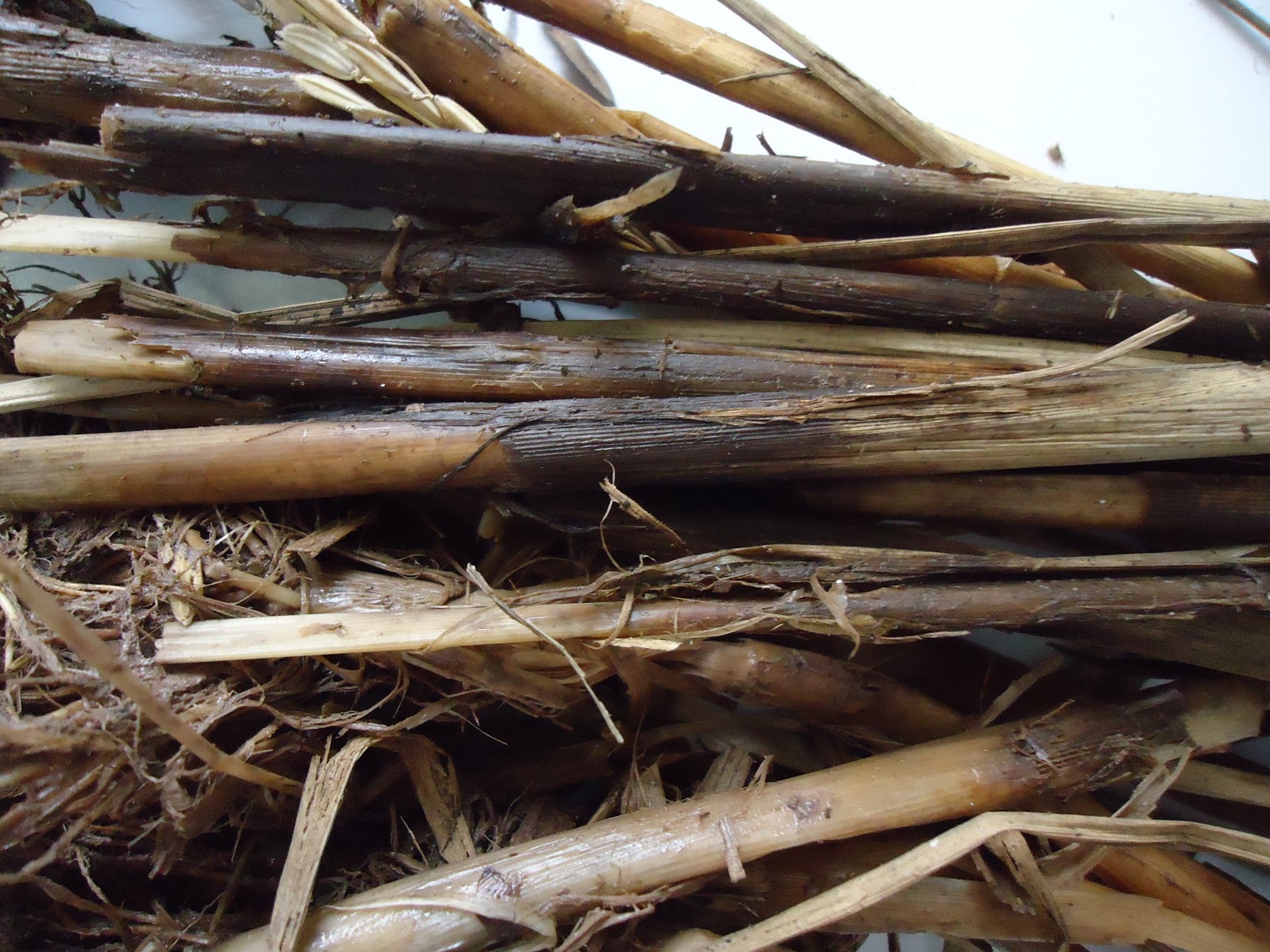 Plant Health Clinic Jammu: stem rot in paddy