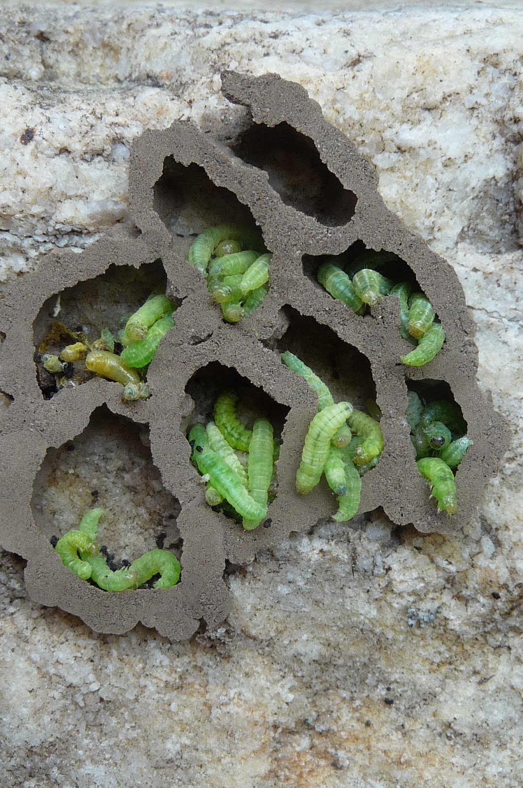 Letters to Pop: 31 May 2012 - Cats, Critters and Crawlies