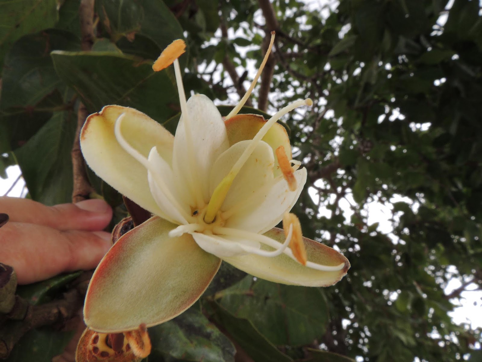 Fabaceae - Leguminosae no Brasil: Hymenaea