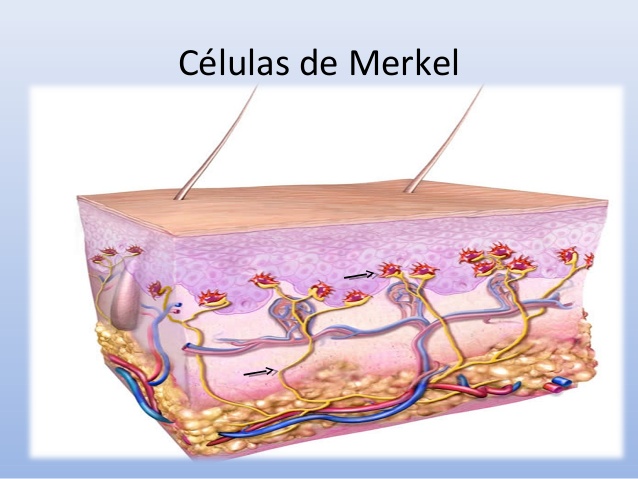 PIEL: CELULAS DE LA EPIDERMIS