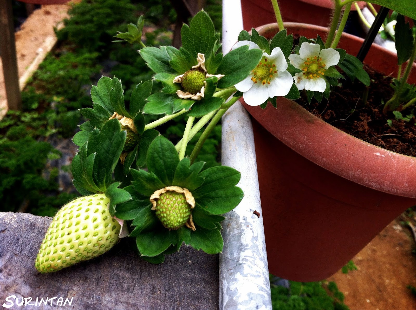 Surintan iPhone Photography