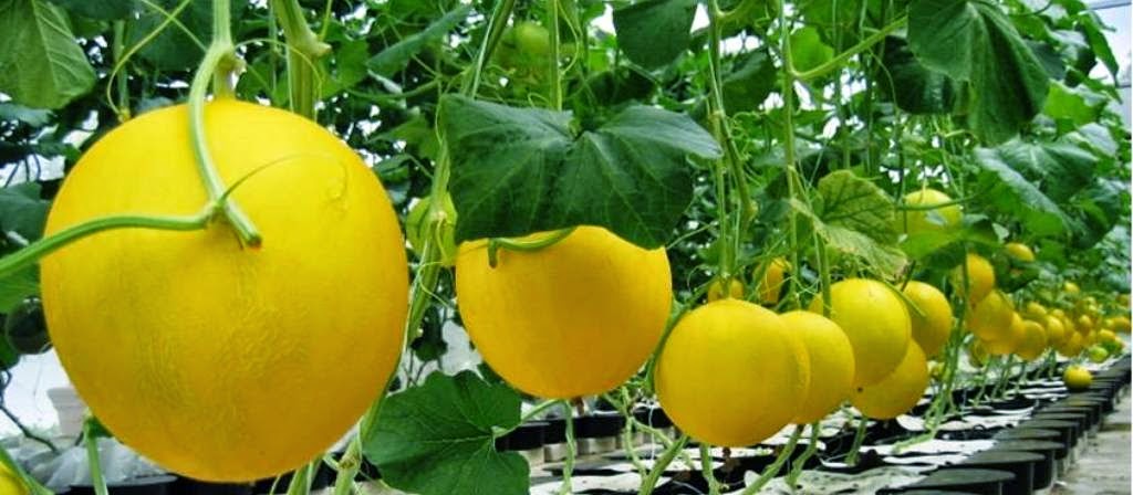 Buah Melon,si Bulat Hijau bikin Melongo!!! ~ Back To The Nature