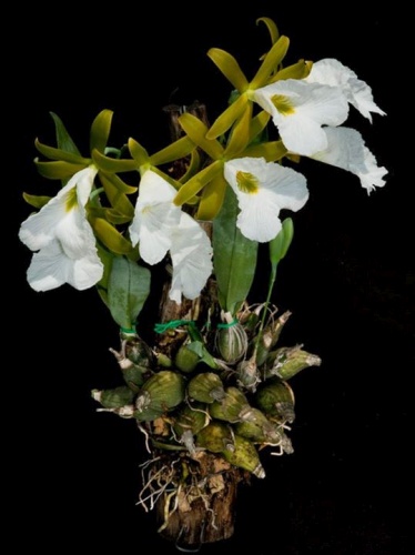 Grupo Orquideófilo del Norte Santafesino: Prosthechea mariae (Ames) W.E ...