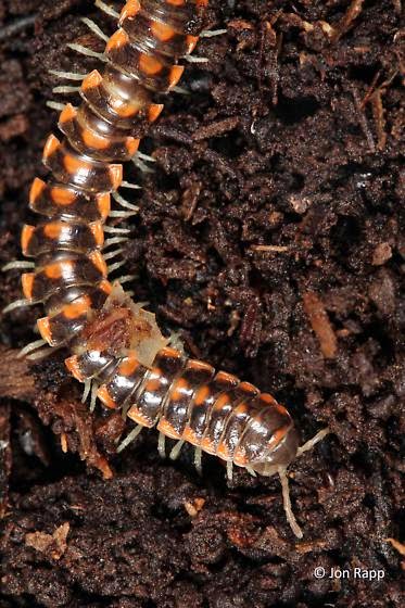 Springfield Plateau: Millipede at Ritter Springs