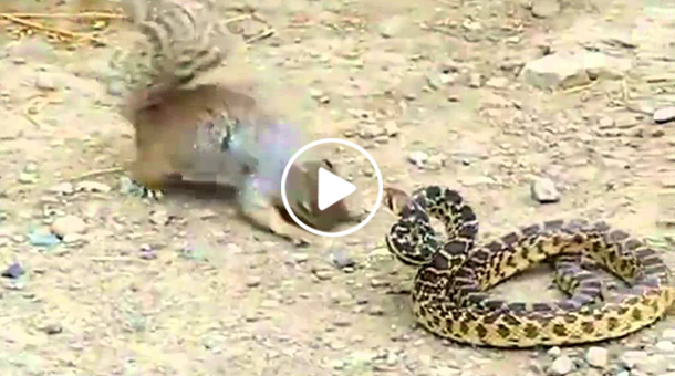 BRUTAL FIGHT Squirrel vs Snake - Lifes-Media
