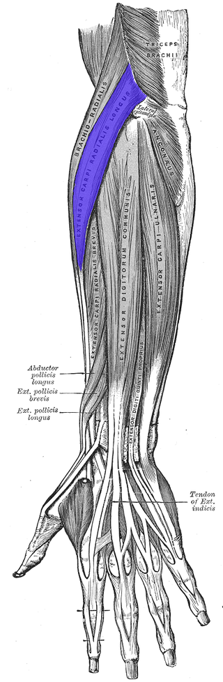 Fisioterapia, 2014: Musculo extensor radial carpo. Estiramiento ...