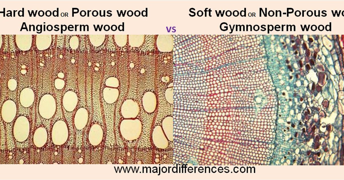 Difference between Hard wood and Soft wood - MD