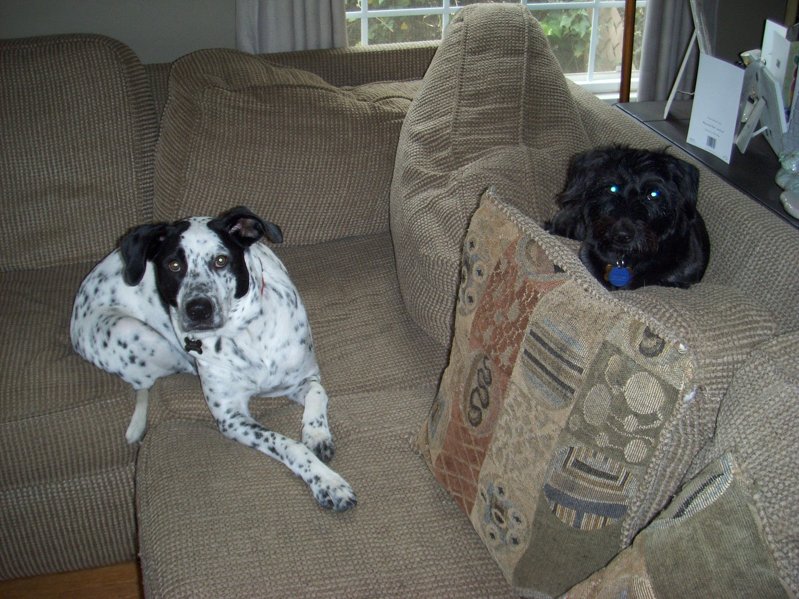 Gemini Pet Sitting : Photos