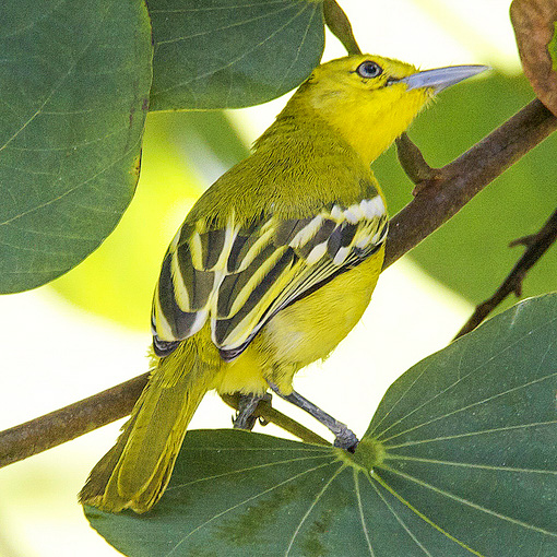 Birds of India | Bird World: August 2017