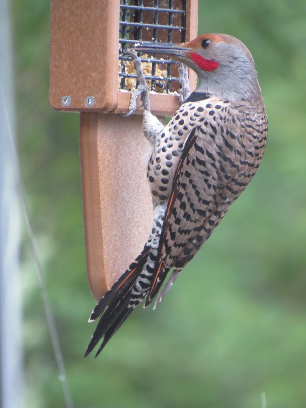 Garden Grumbles and Cross Stitch Fumbles: Sowing Shamrocks or Sewing ...