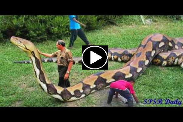 10 biggest snake in the world Biggest Snake Attack World Biggest Snakes