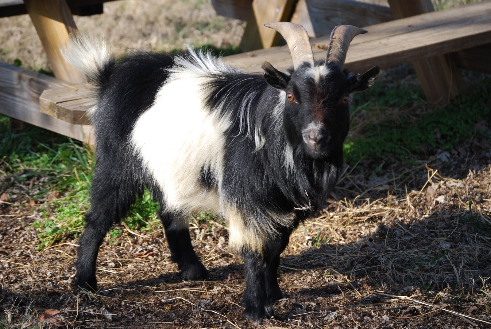 The Daily Coop: Meet Briar the Goat