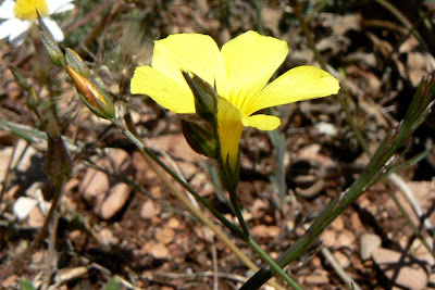 Wildflowers of Andalucia: March 2013