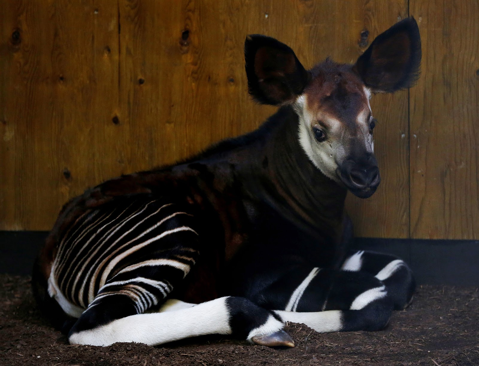 Smash 4 Social Thread 3.0 | Page 1696 | Smashboards