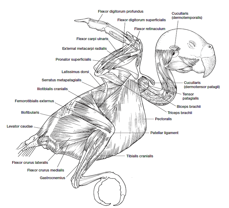Jenis-Jenis Otot Pada Aves / Sistem Muskularis Pada Aves - Biologi ...