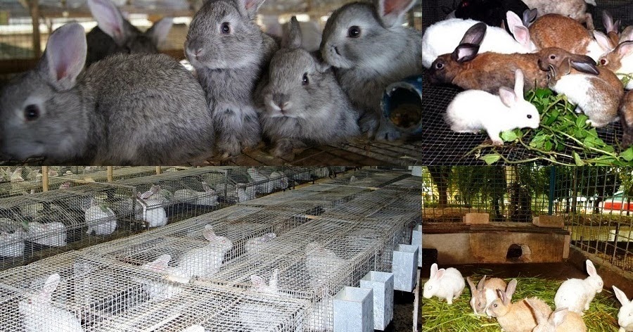 Rabbit Projects in Egypt