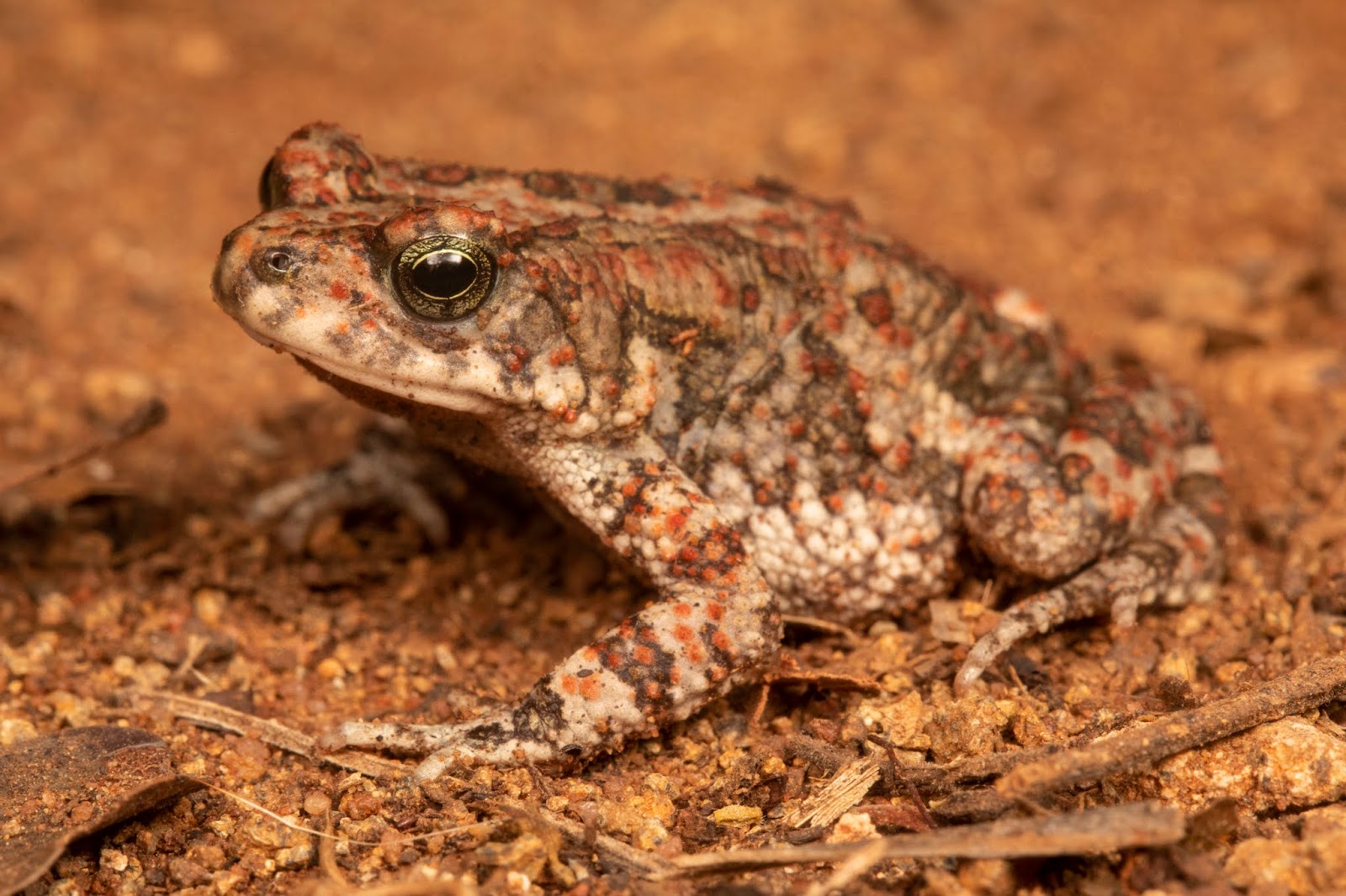 Soutpansberg Centre for Biodiversity and Conservation