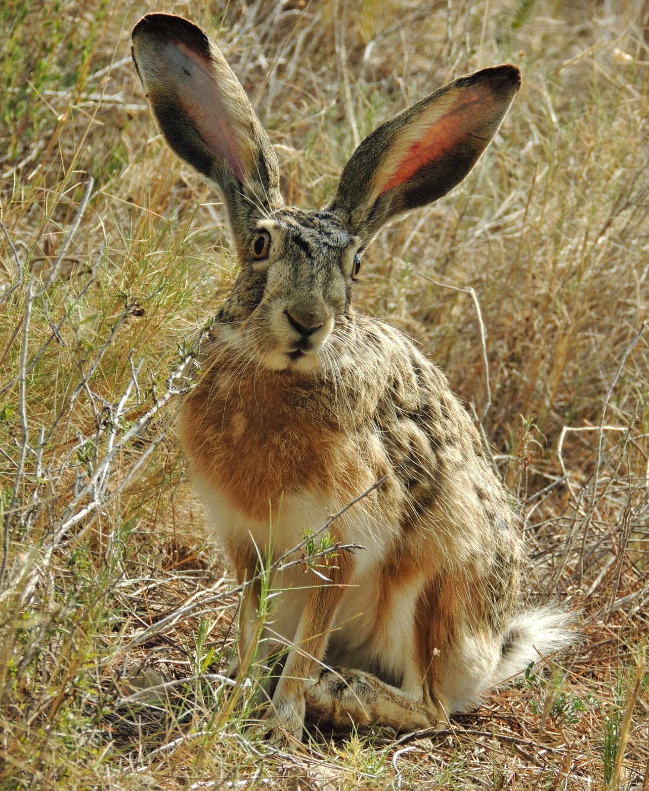 EL MOCHUELO CURIOSO: UNA LIEBRE CONFIADA...?
