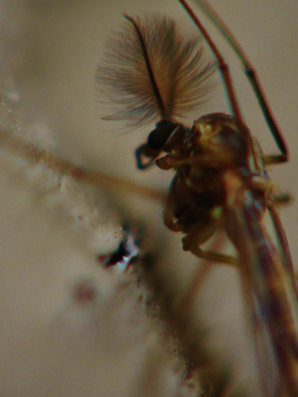Bayou Lady: Millions of Midges!
