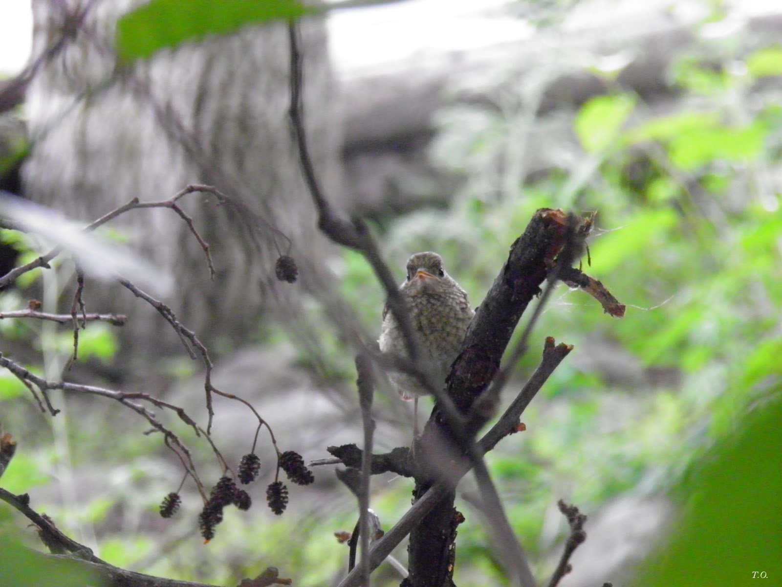 PASARI DIN ROMANIA: CODROS DE PADURE (2), Phoenicurus phoenicurus