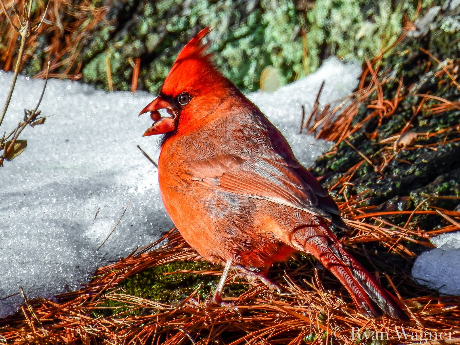 Field Life: January 2018