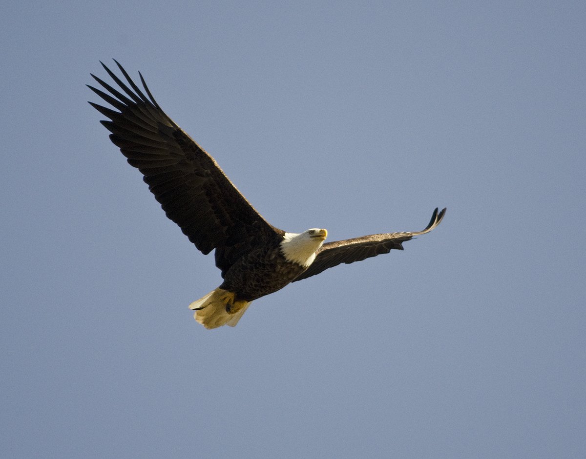 Jersey Digiscoping and More: Eagles on Thanksgiving day Jetty Hopping